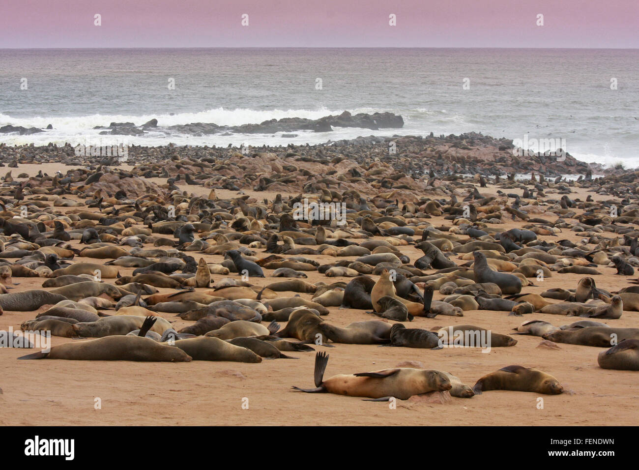 group-seals-on-beach-in-hi-res-stock-photography-and-images-alamy