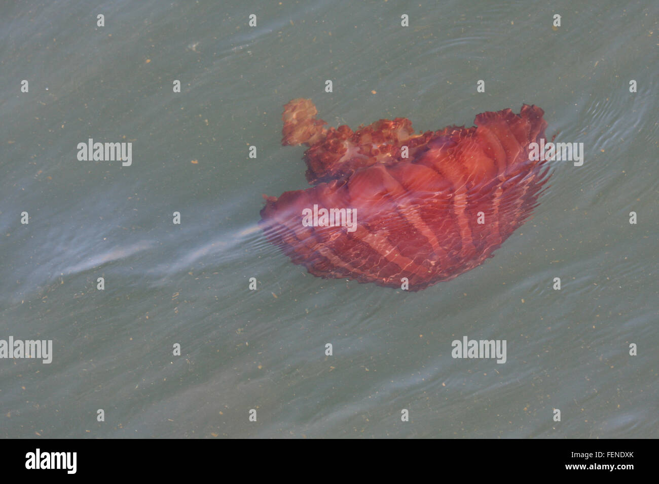 Red medusa hi-res stock photography and images - Alamy