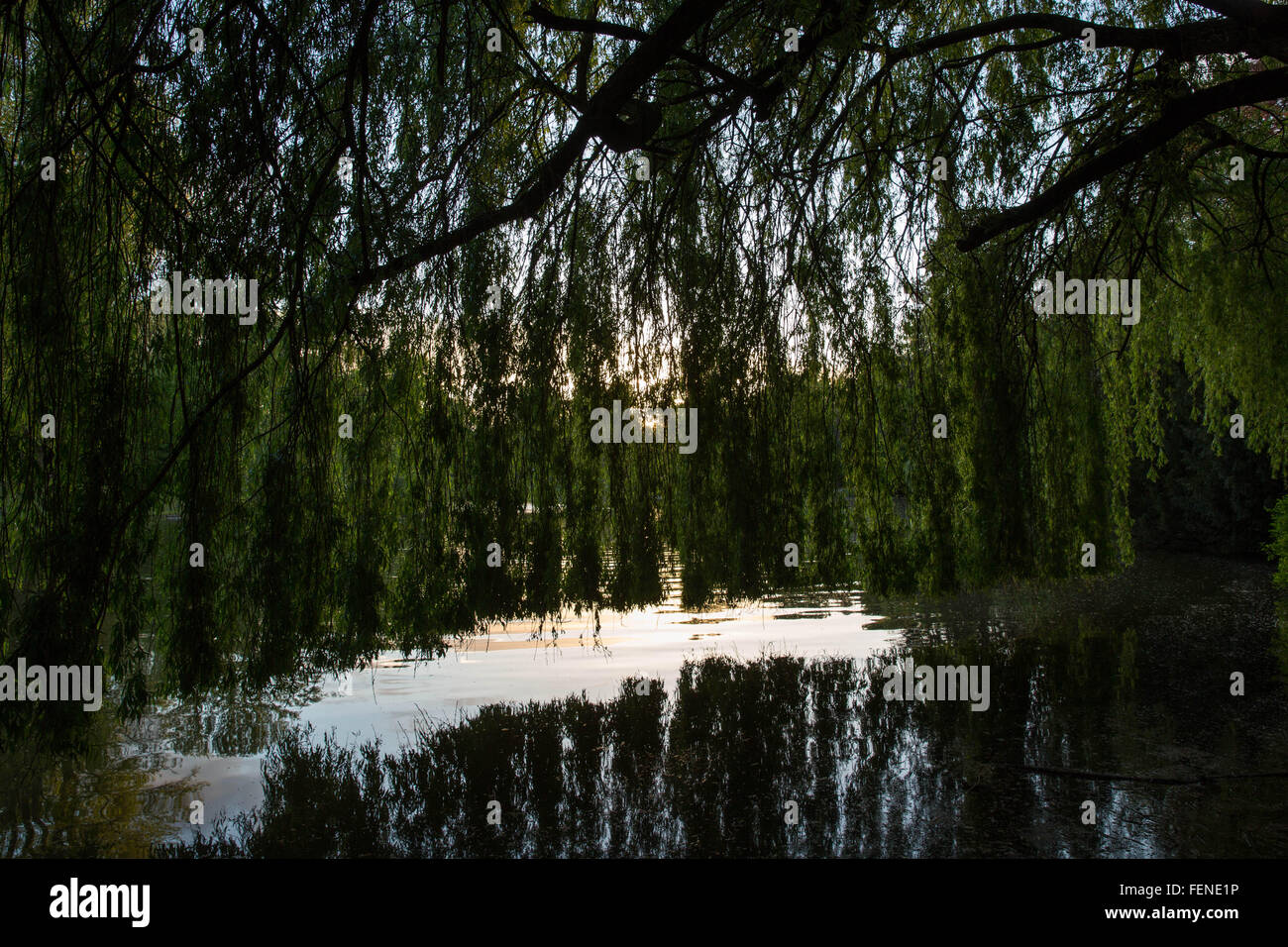 Trees Reflecting In Water During Sunset Stock Photo - Alamy
