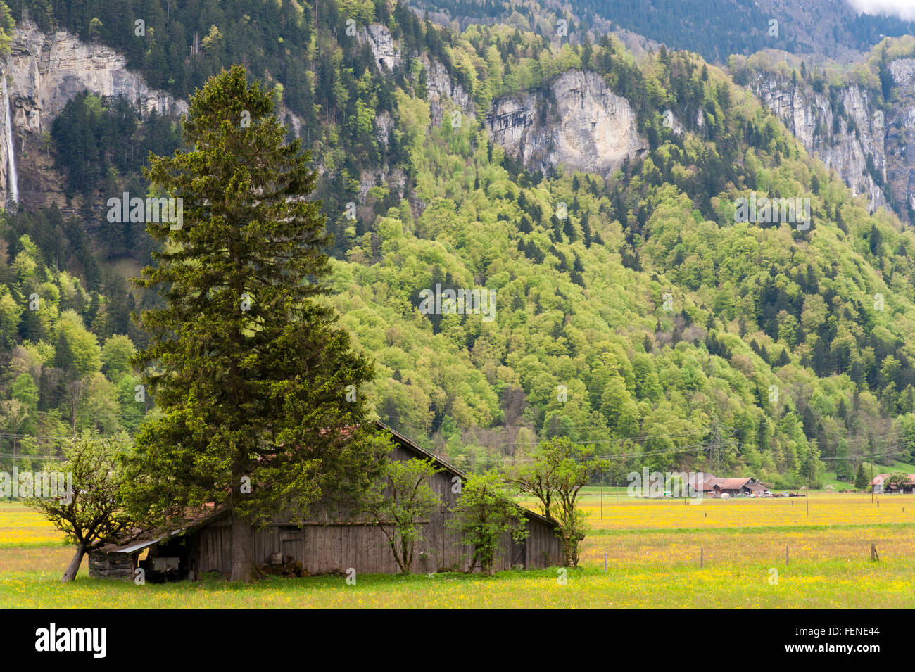 Barn, tree, rock, mountains, Bernese Oberland, Switzerland, Bernese ...