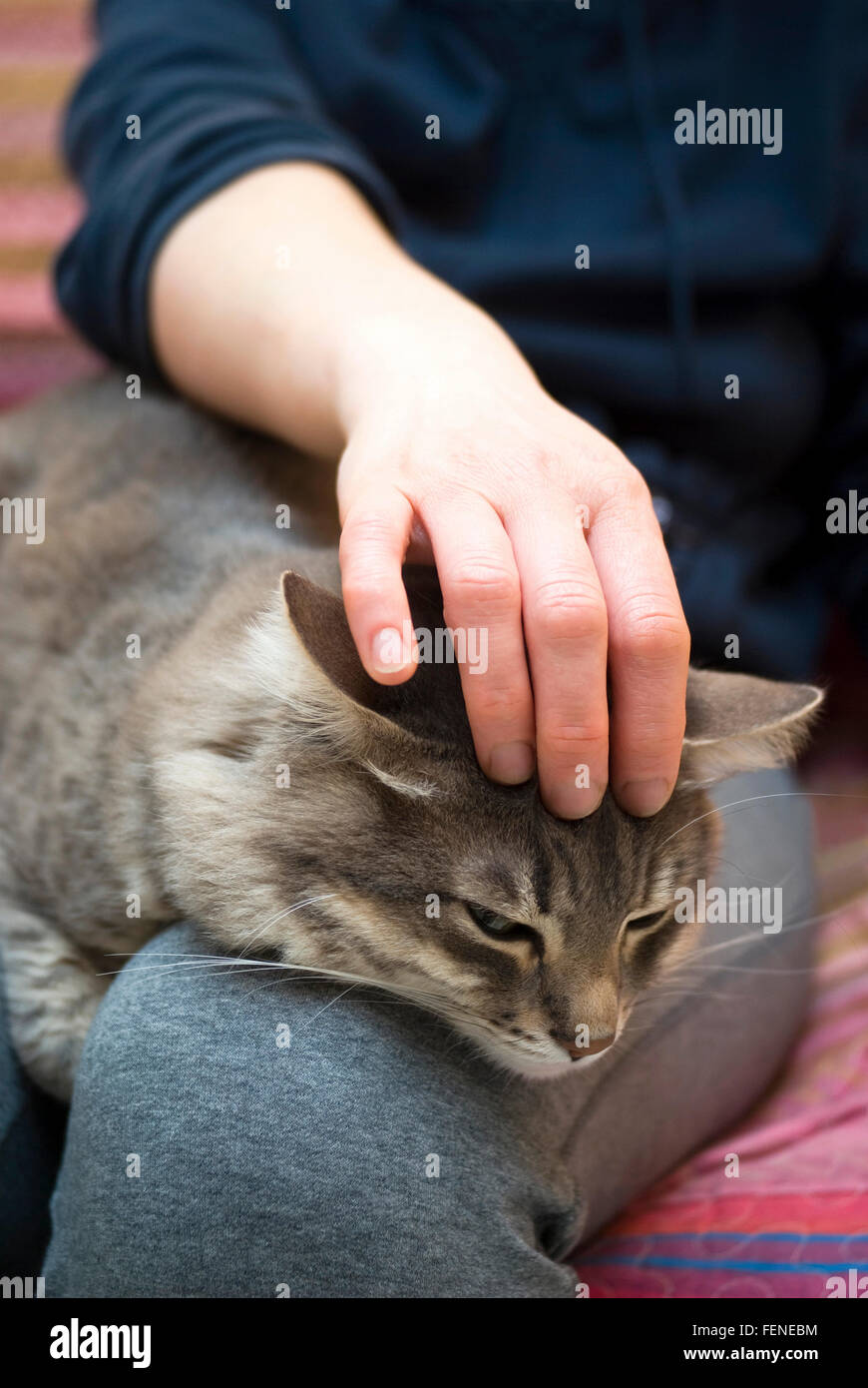 Woman caressing her cat at home Stock Photo - Alamy