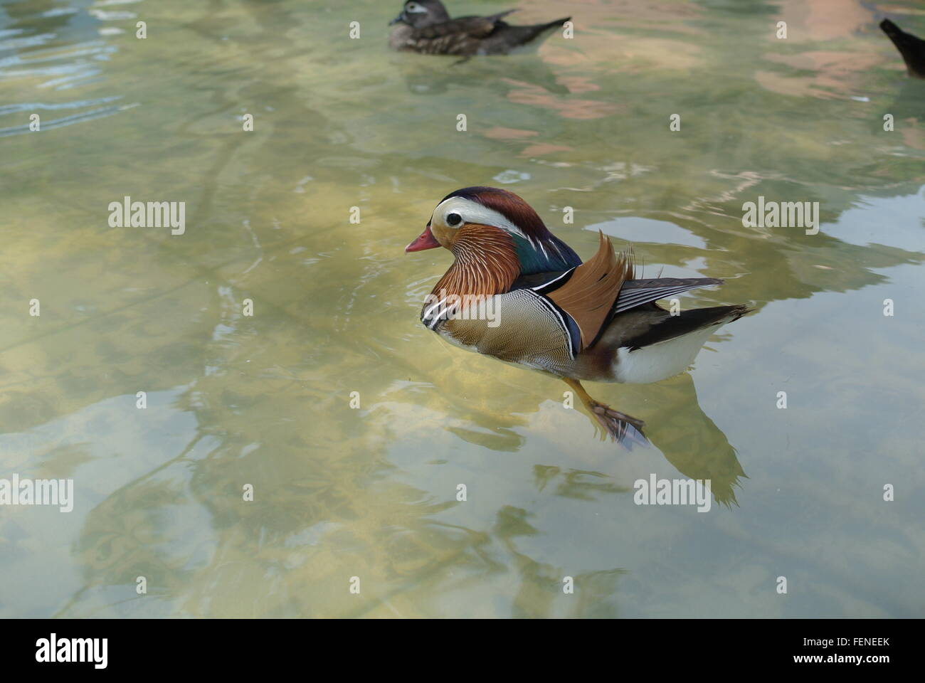 Lake side birds hi-res stock photography and images - Alamy