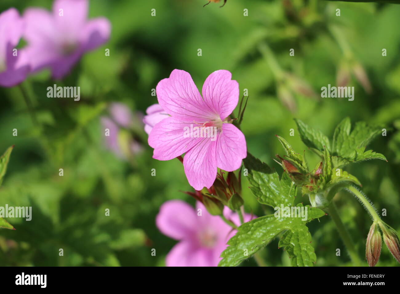 Bright pink Cranesbill Geranium flowers blooming in the summer sunshine ...