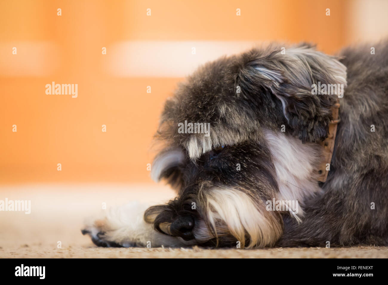 Dog head side on hi-res stock photography and images - Alamy