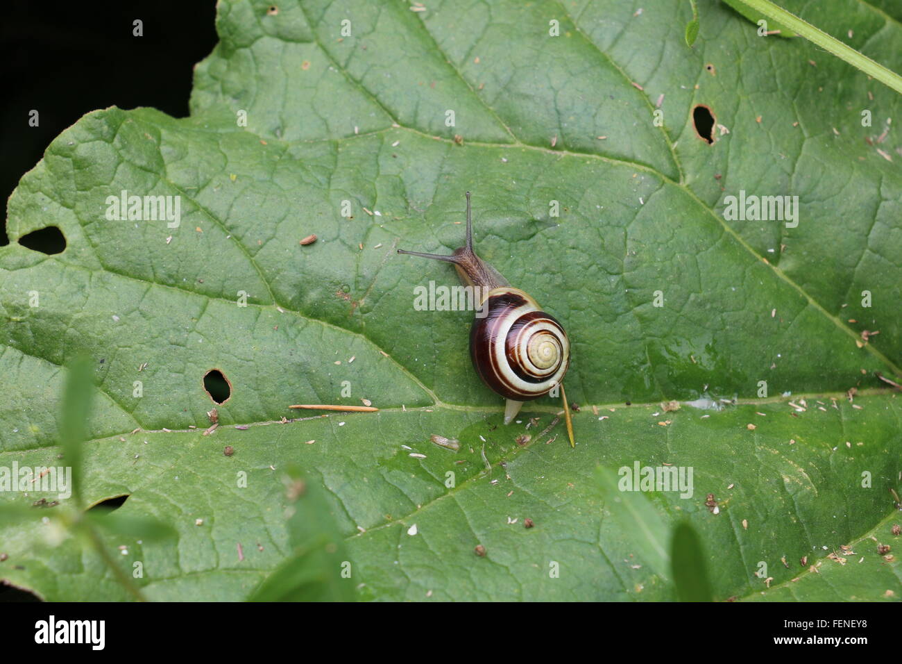 Love darts snail hi-res stock photography and images - Alamy