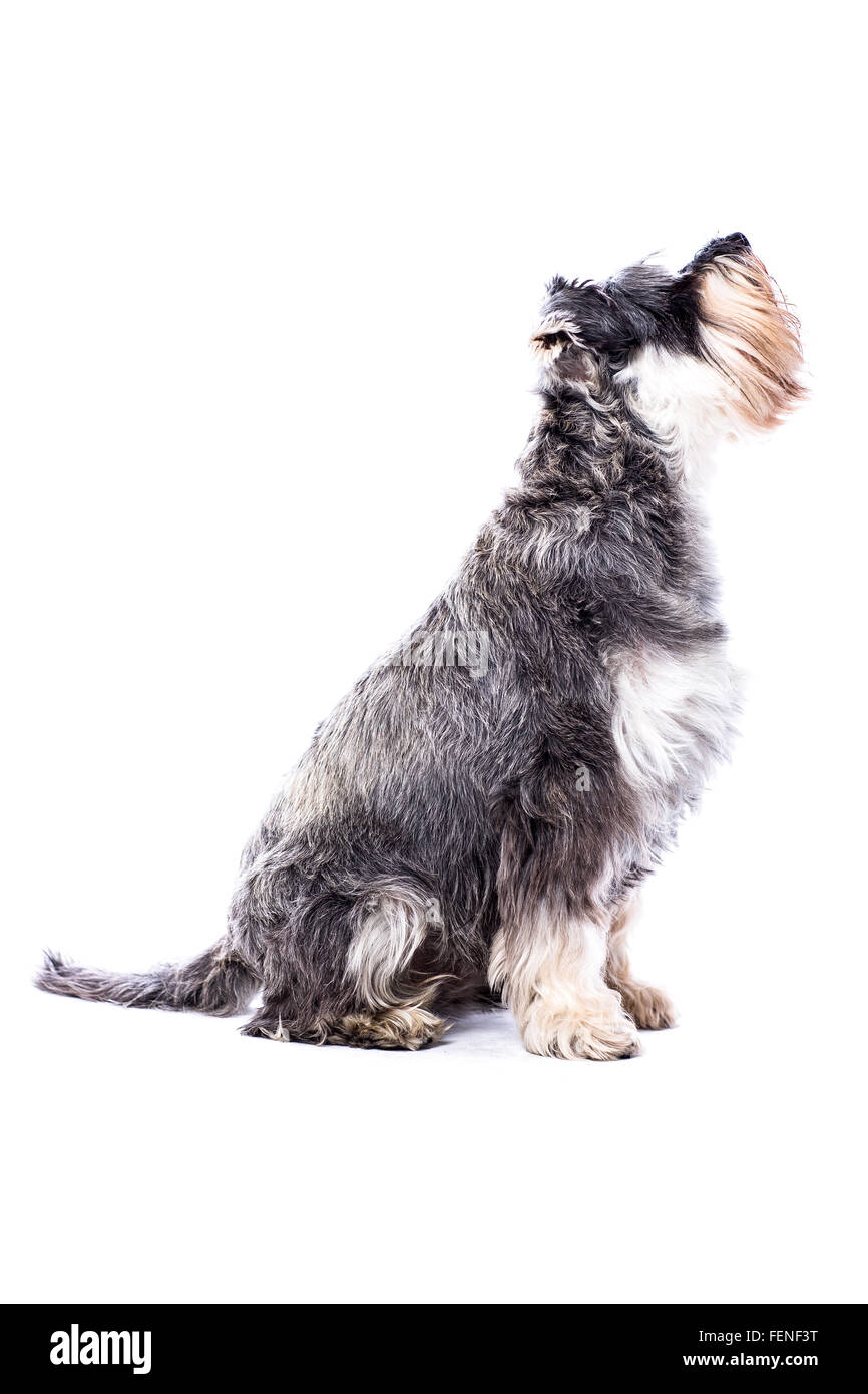 Dog Side View Cut Out Stock Images & Pictures - Alamy