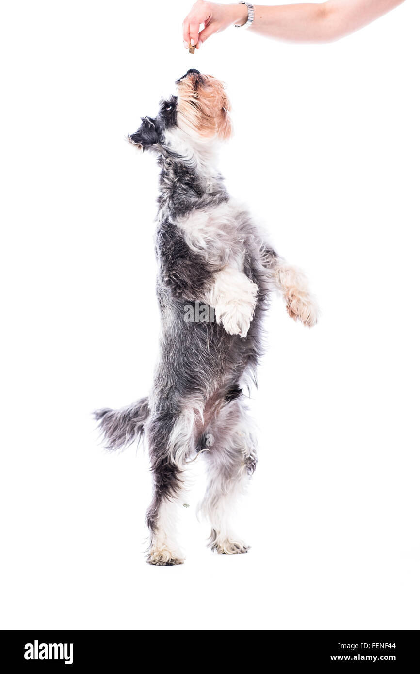 Dog jumping up human hi-res stock photography and images - Alamy