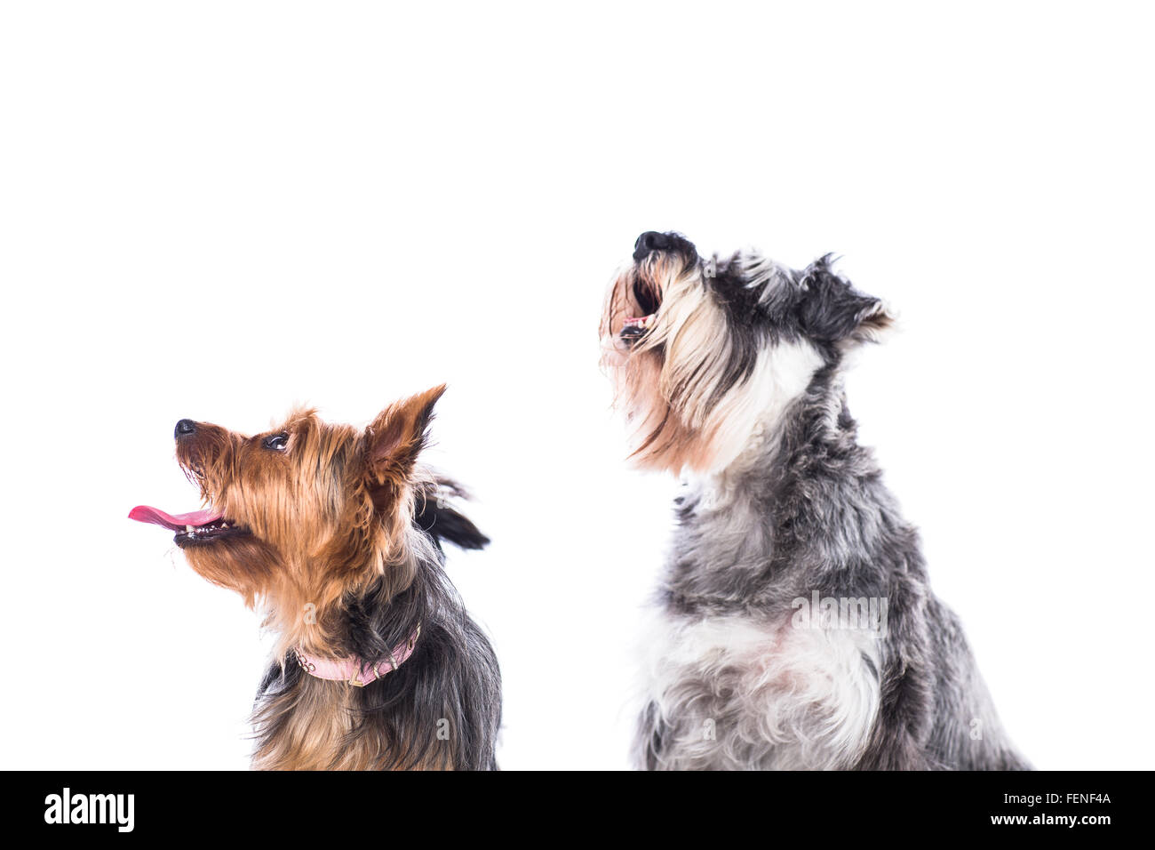 Looking at over Cut Out Stock Images & Pictures - Alamy