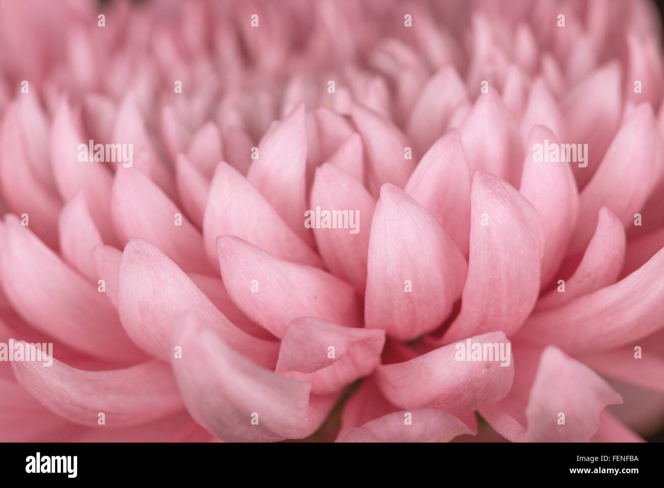 Pink color daisy macro background Stock Photo - Alamy