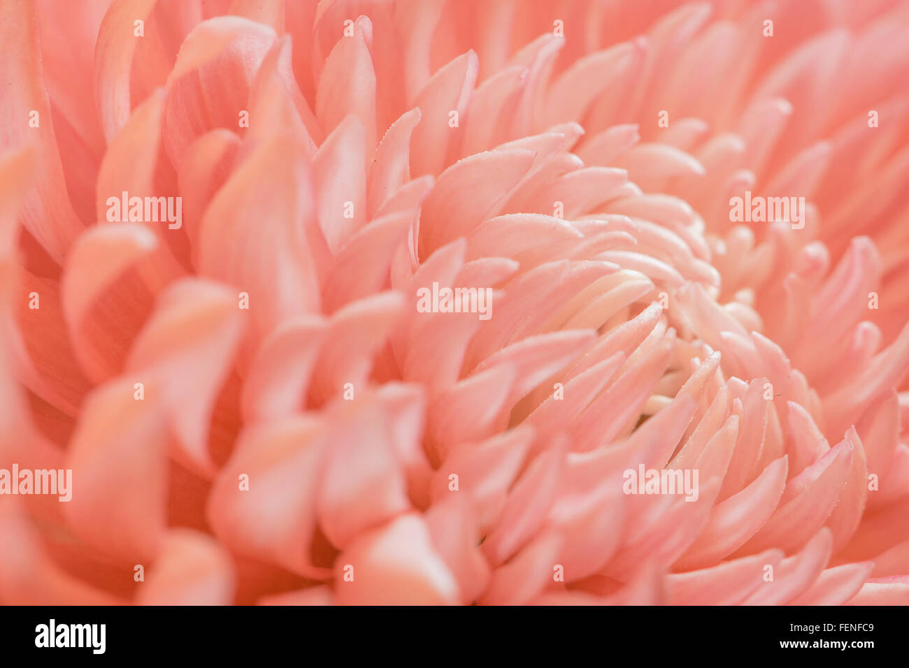 Pink color daisy macro background Stock Photo - Alamy