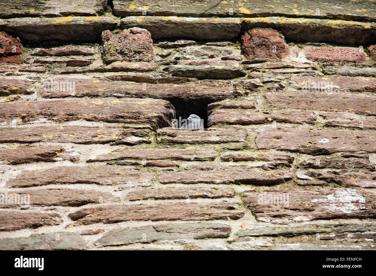 Pigeon in castle walls England Stock Photo - Alamy