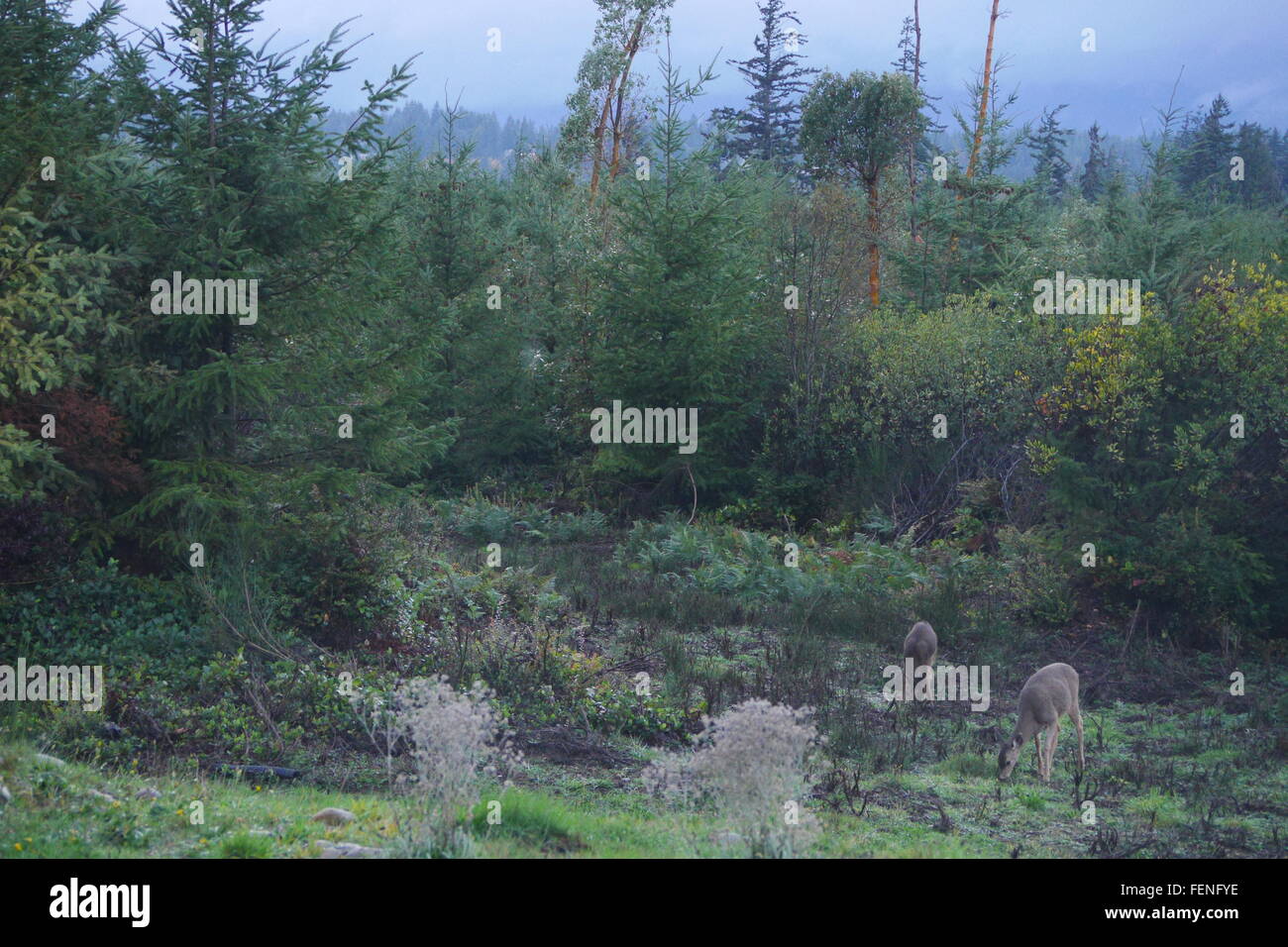 Rear view of deer hi-res stock photography and images - Alamy