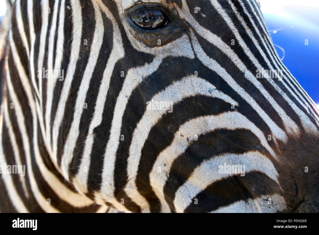 Side view of a zebra hi-res stock photography and images - Alamy