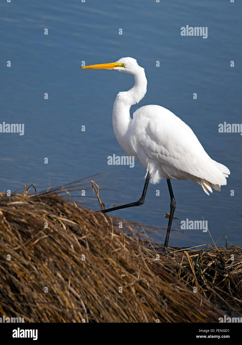 Great egret hi-res stock photography and images - Alamy