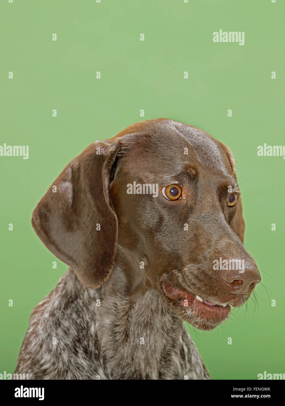 Brown german shorthaired pointer hi-res stock photography and images ...