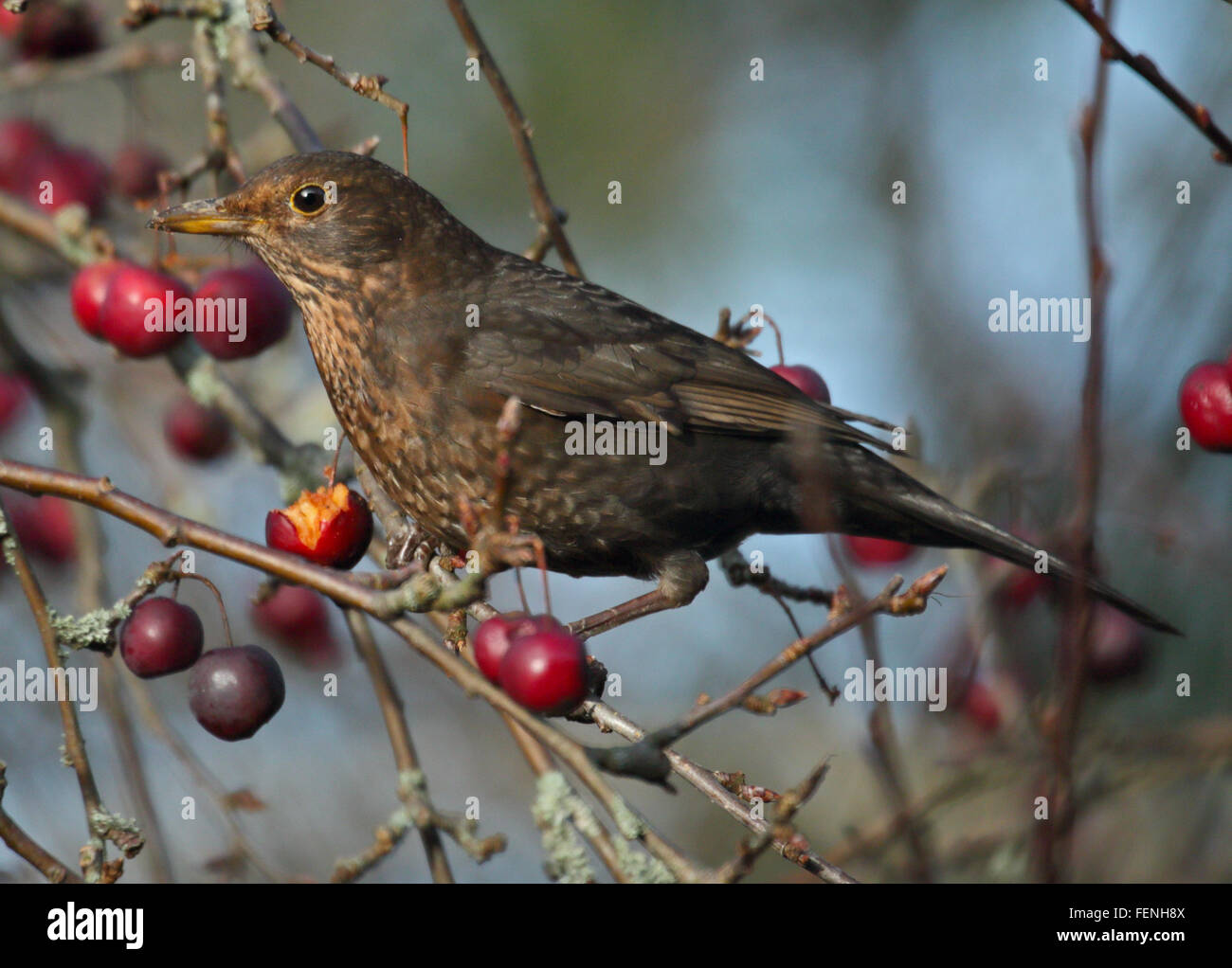 Female Blackbird (turdus merula) in Malus Red Sentinel Tree (Ornamental ...