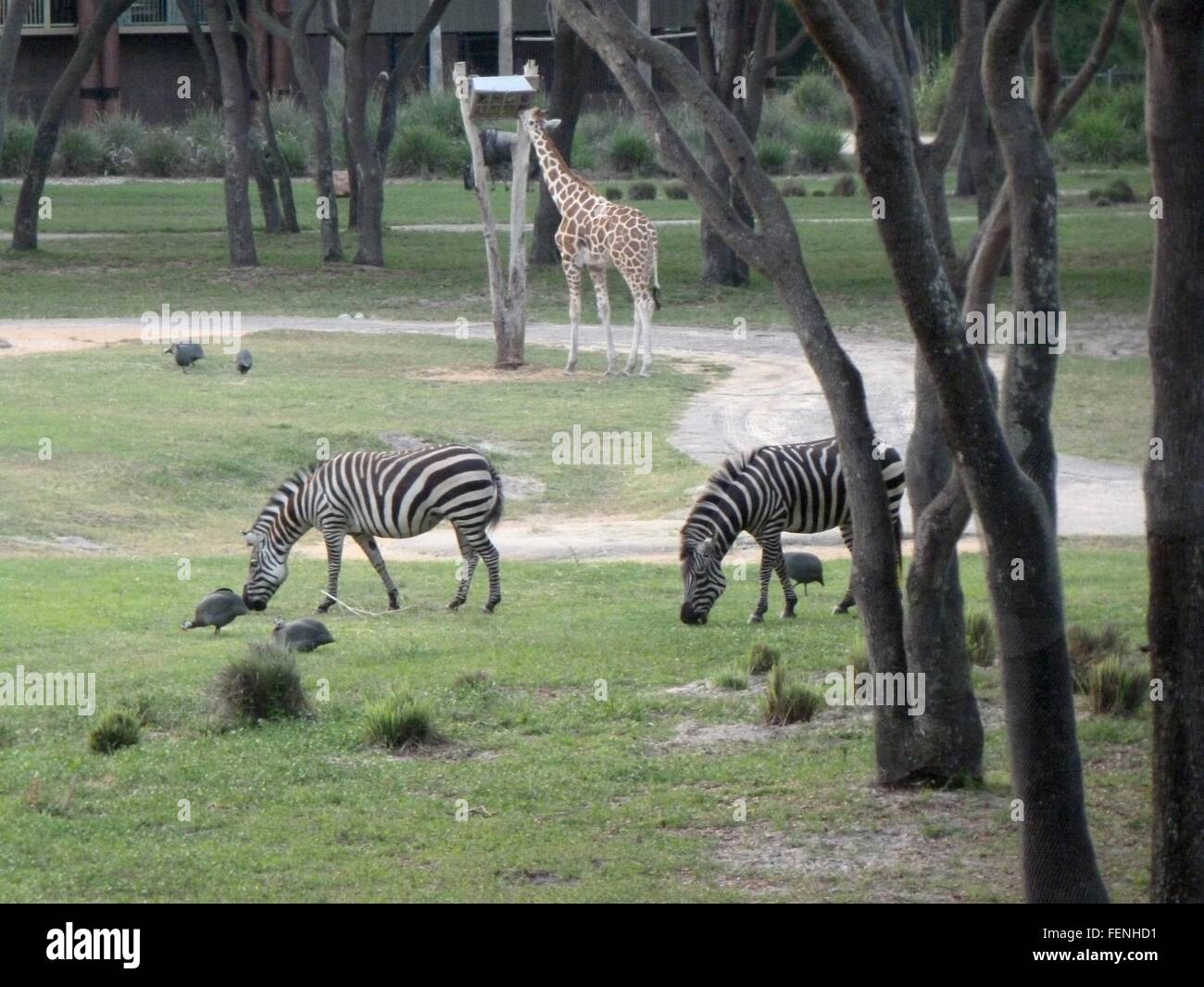 Full length zoo animal animals hi-res stock photography and images - Alamy