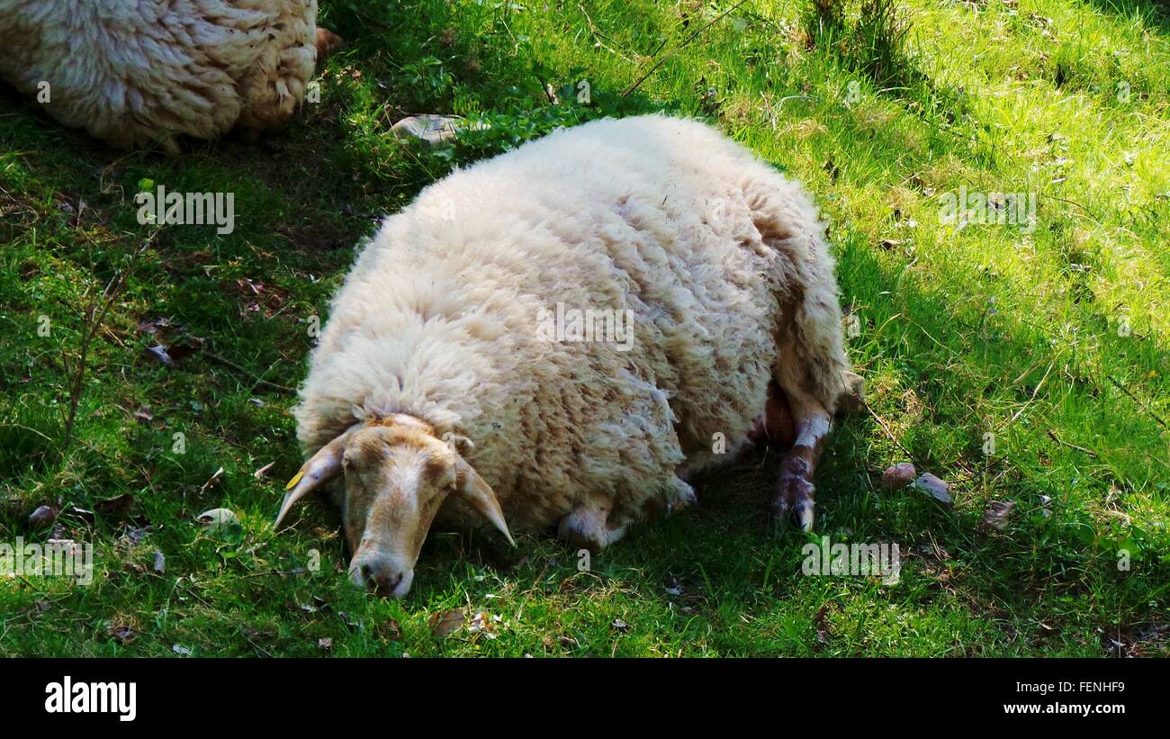 Sheep on the field hi-res stock photography and images - Alamy