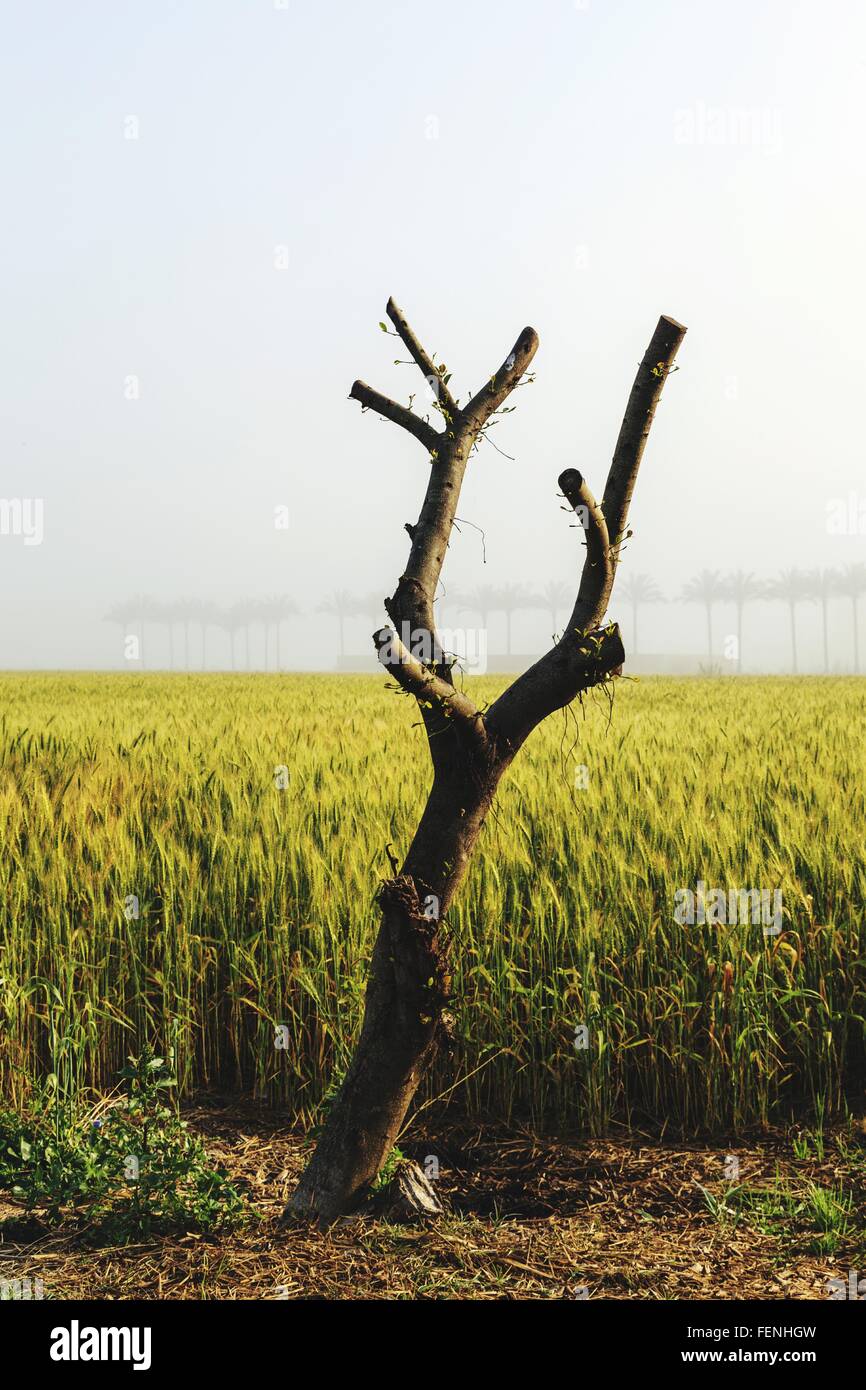 Chopped tree branches hi-res stock photography and images - Alamy