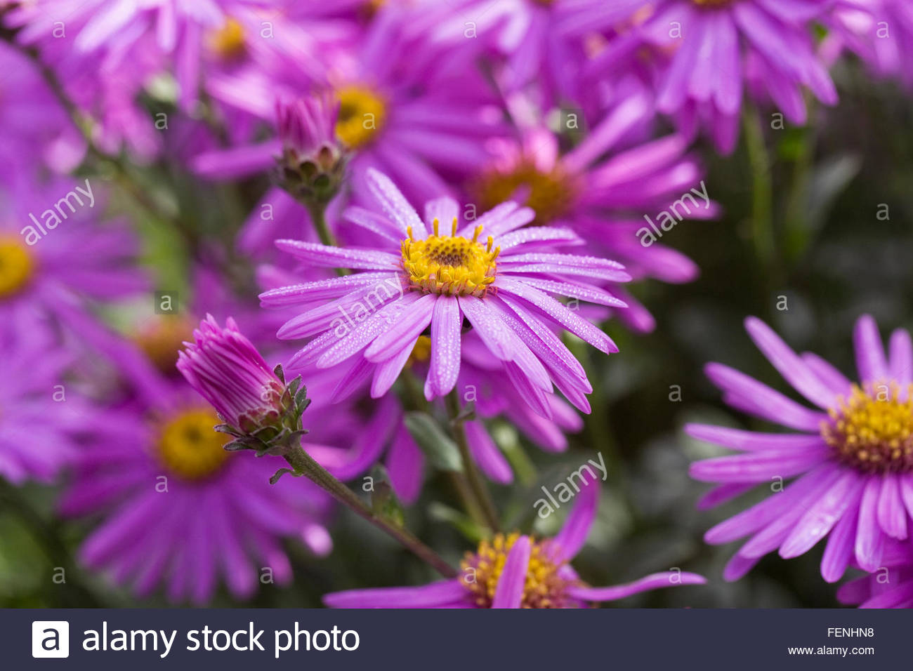 Border Asters Stock Photos & Border Asters Stock Images - Alamy