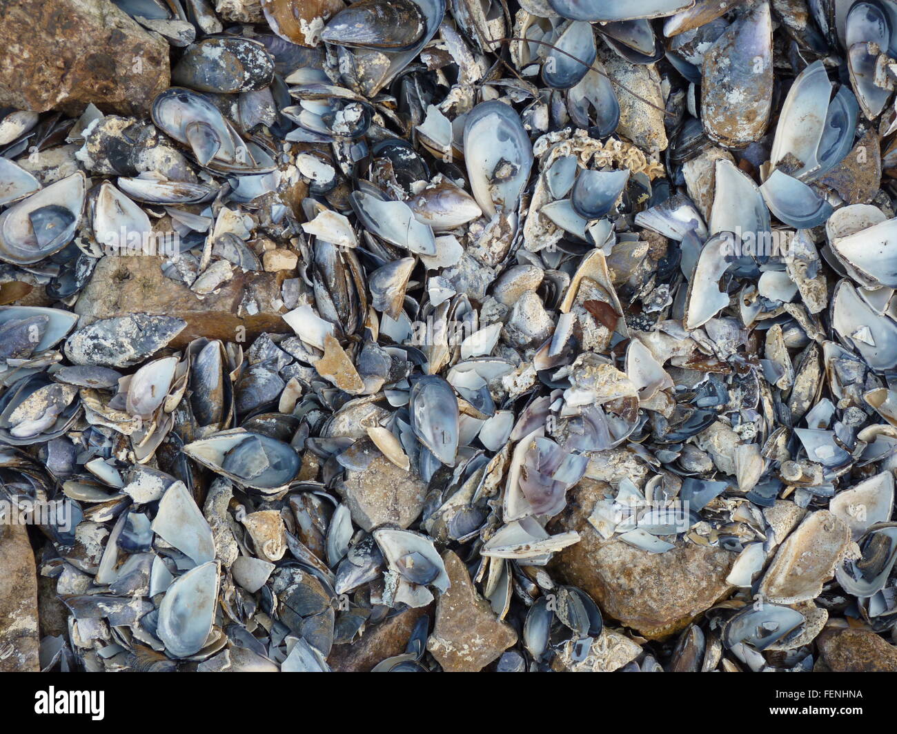 Mussel shells on the beach Stock Photo - Alamy