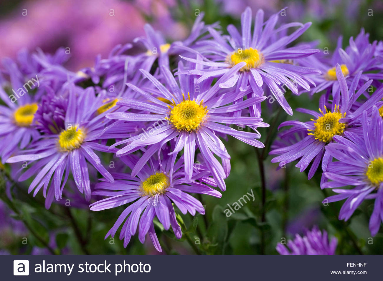 Border Asters Stock Photos & Border Asters Stock Images - Alamy
