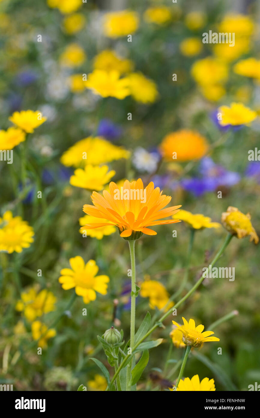 English marigolds hi-res stock photography and images - Alamy
