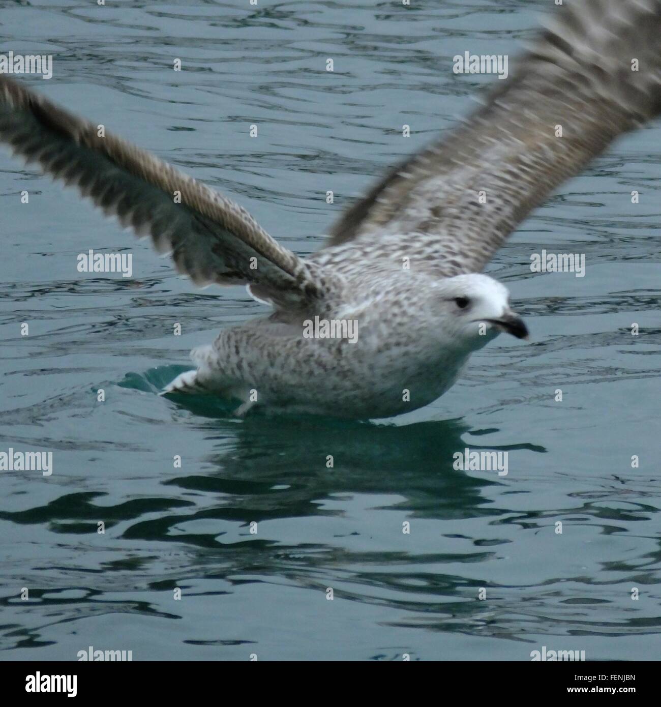 Flying over water hi-res stock photography and images - Alamy
