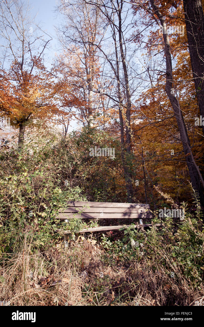 An old bench sits in the middle of the woods in fall, falling apart ...