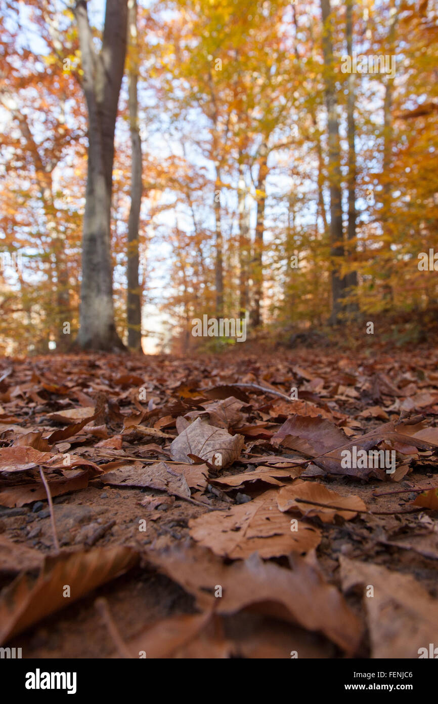 Path ground floor hi-res stock photography and images - Alamy