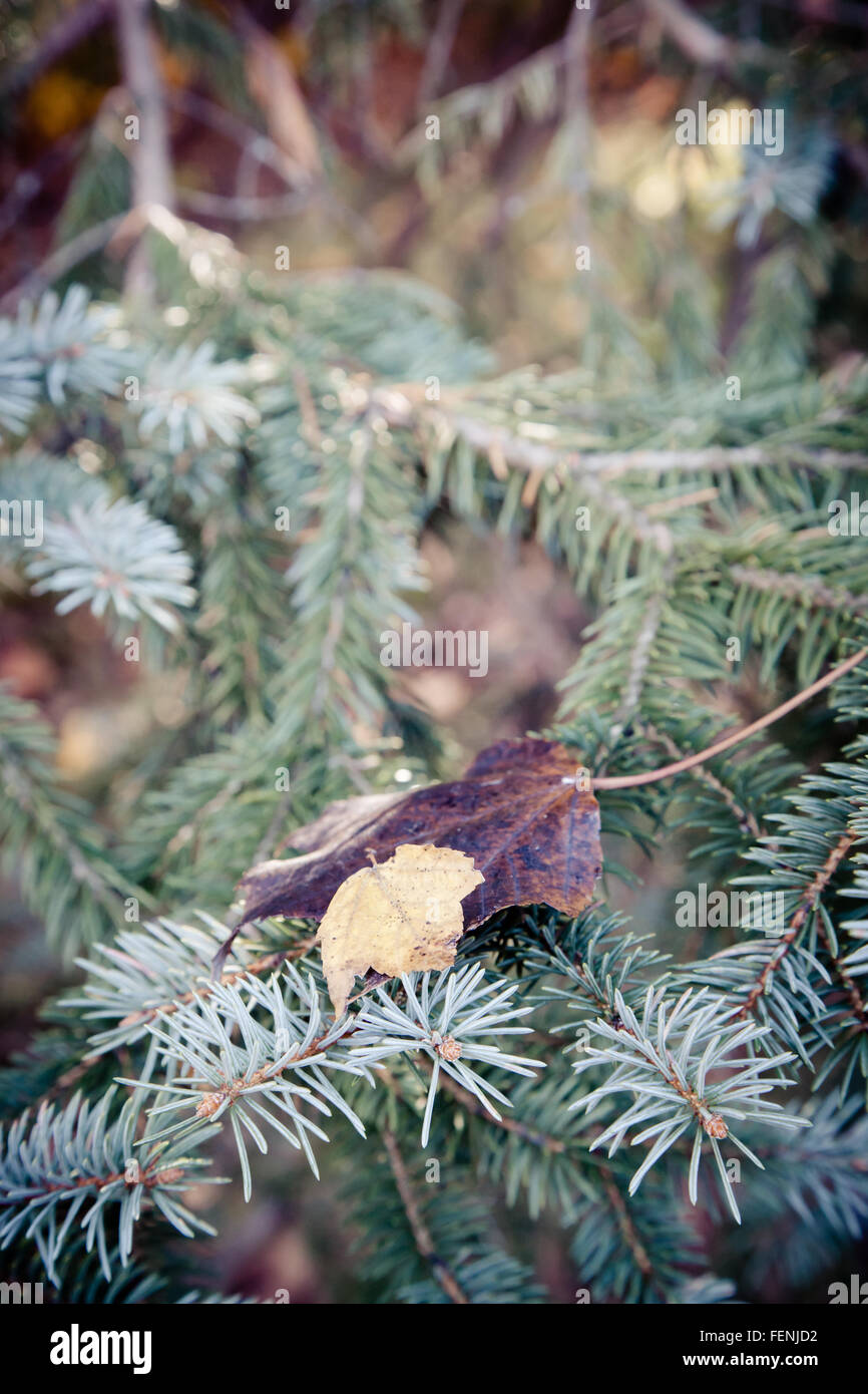 Two leaves sit on a branch on an evergreen tree Stock Photo - Alamy