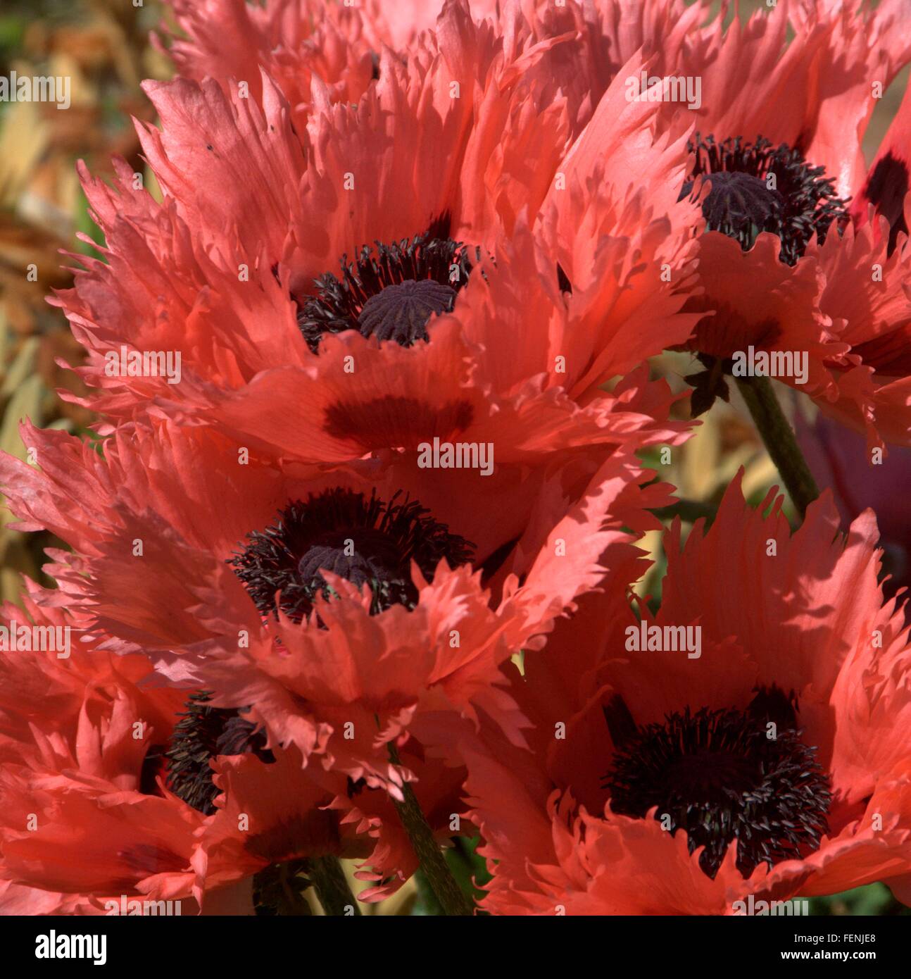 FRILLY RED POPPIES.Garden flowers both in close up and in growing ...