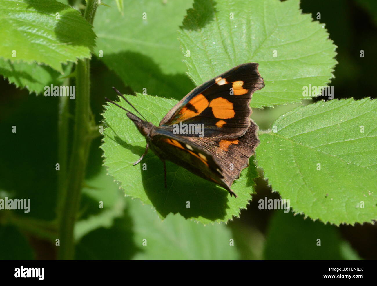 Nettle-tree butterfly (Libythea celtis) on leaf in Greece Stock Photo ...