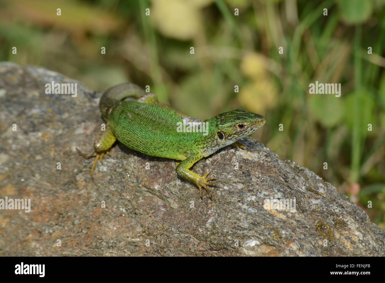 European green lizard (Lacerta viridis) in Northern Greece Stock Photo ...