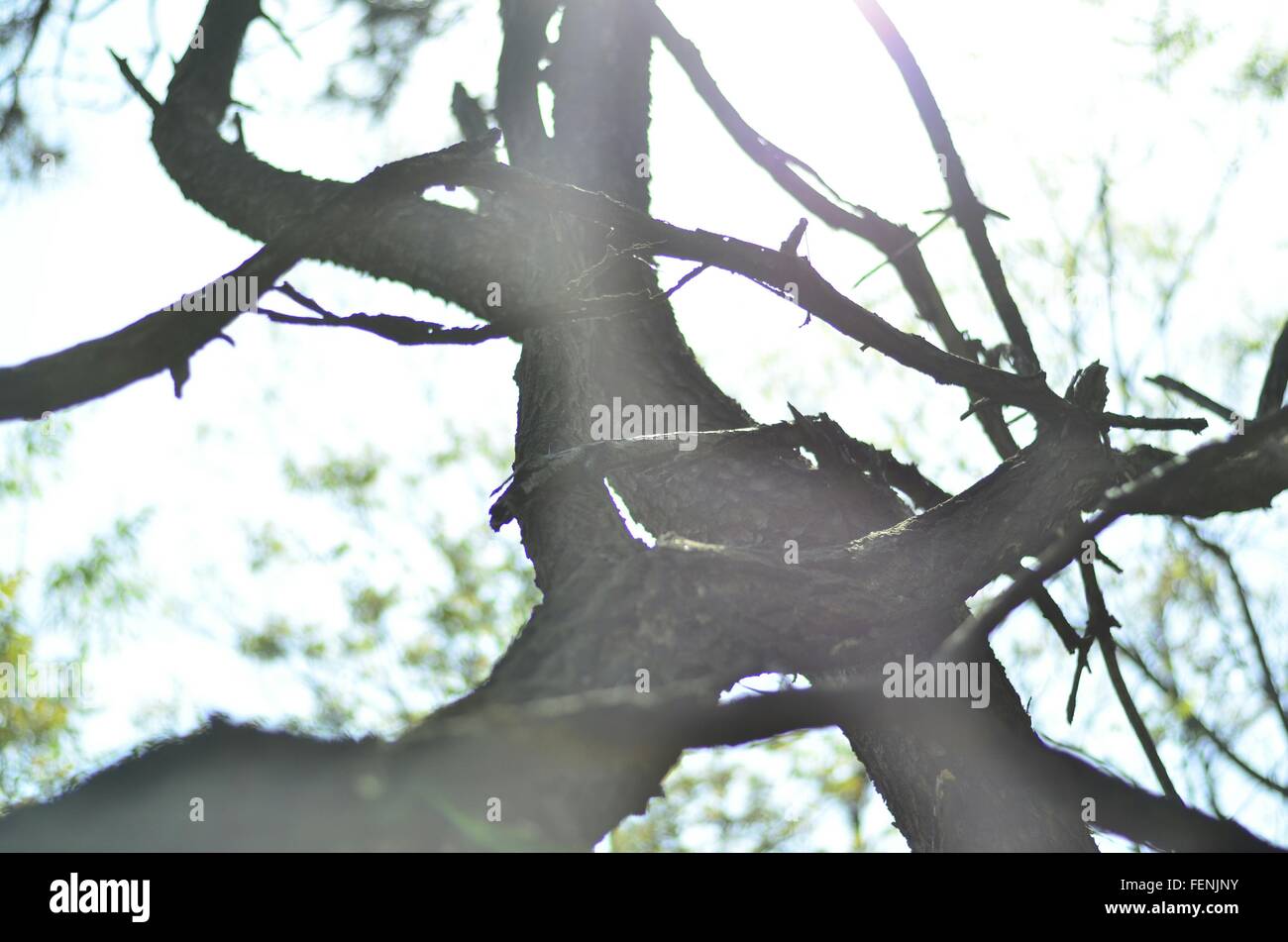 Falling over tree hi-res stock photography and images - Alamy