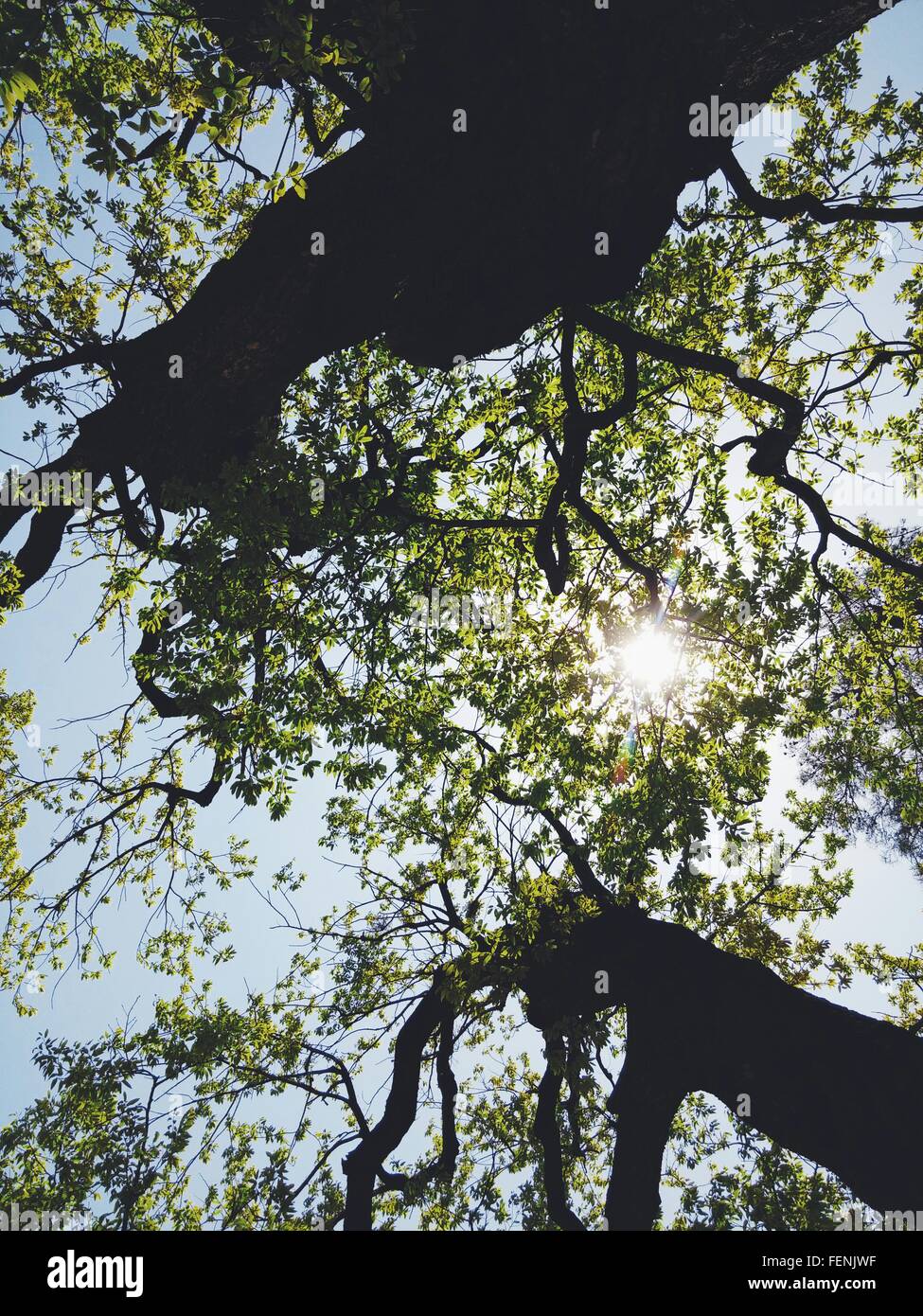 Sunlight shining through branches of tree hi-res stock photography and ...