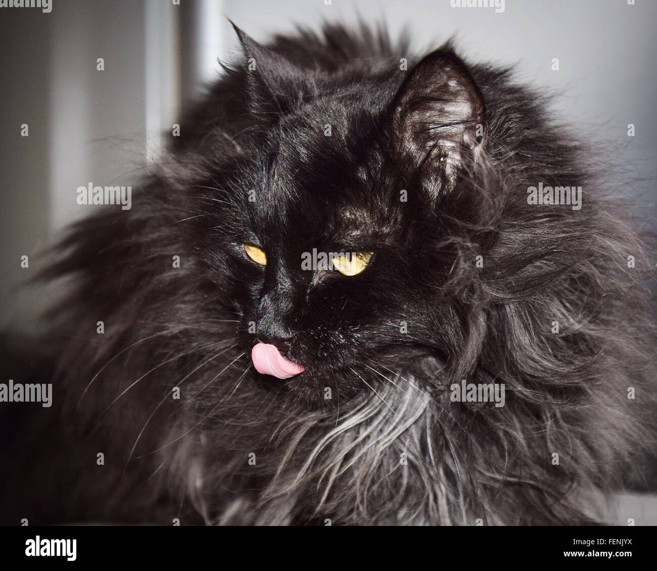 Black cat licking lips hi-res stock photography and images - Alamy