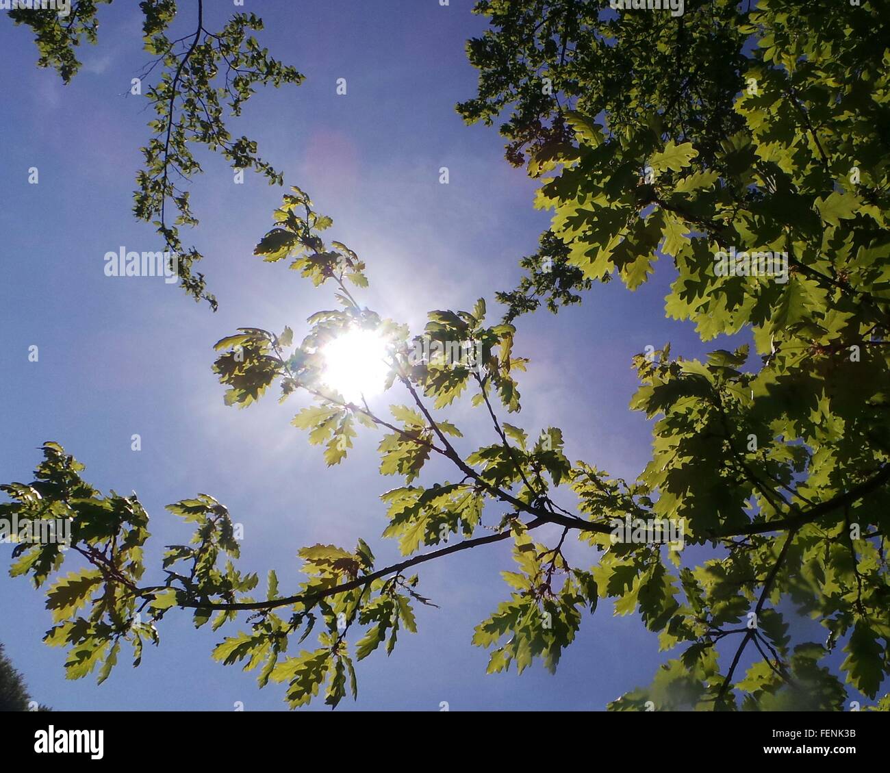 No branch tree hi-res stock photography and images - Alamy