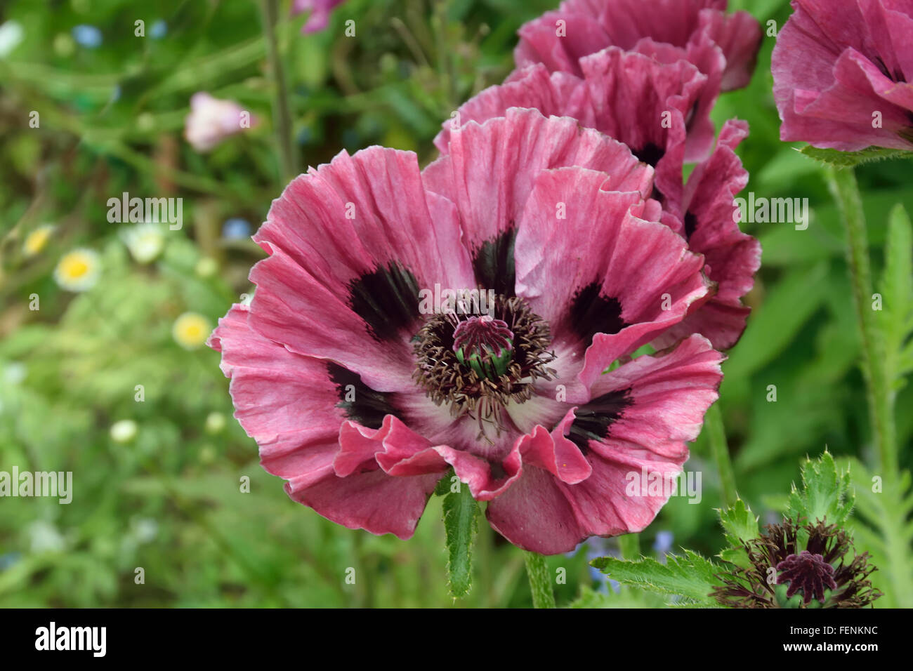 Poppy close up. This is a beautiful summer flower, vibrant and colorful ...