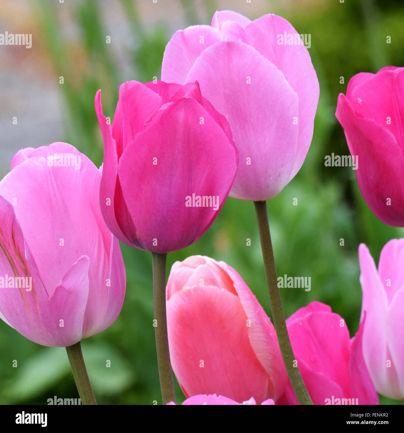 TULIPS. flowers in a garden setting Stock Photo - Alamy