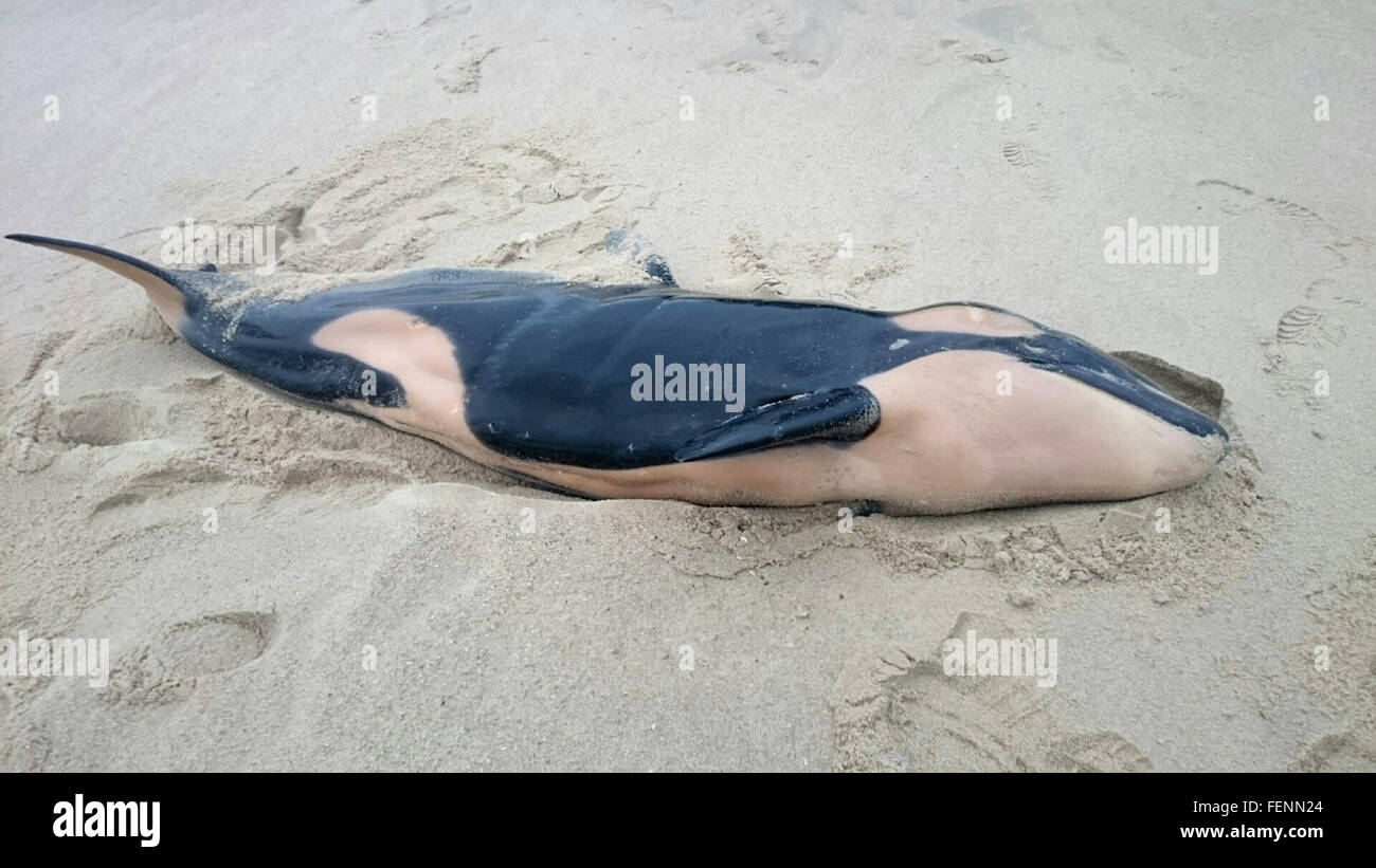A dead orca lying on the beach of Rantum on the island Sylt, Germany, 8 ...