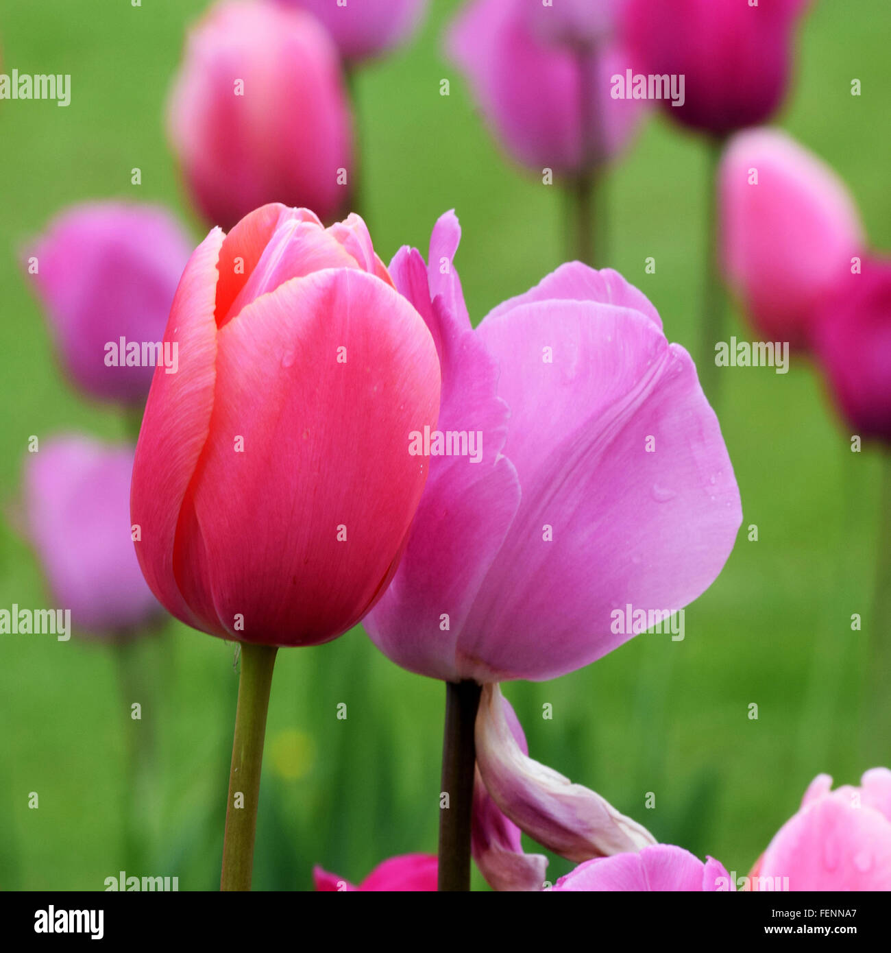 TULIPS. flowers in a garden setting Stock Photo - Alamy