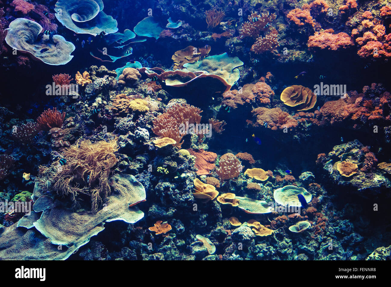Underwater Background. Tropical Aquarium with Small Fishes and Corals ...