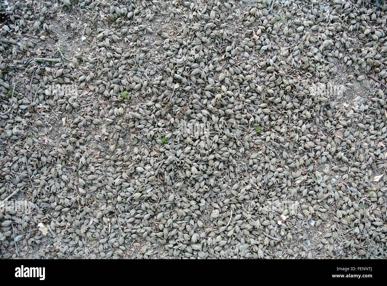 Nutshells On Ground Stock Photo - Alamy