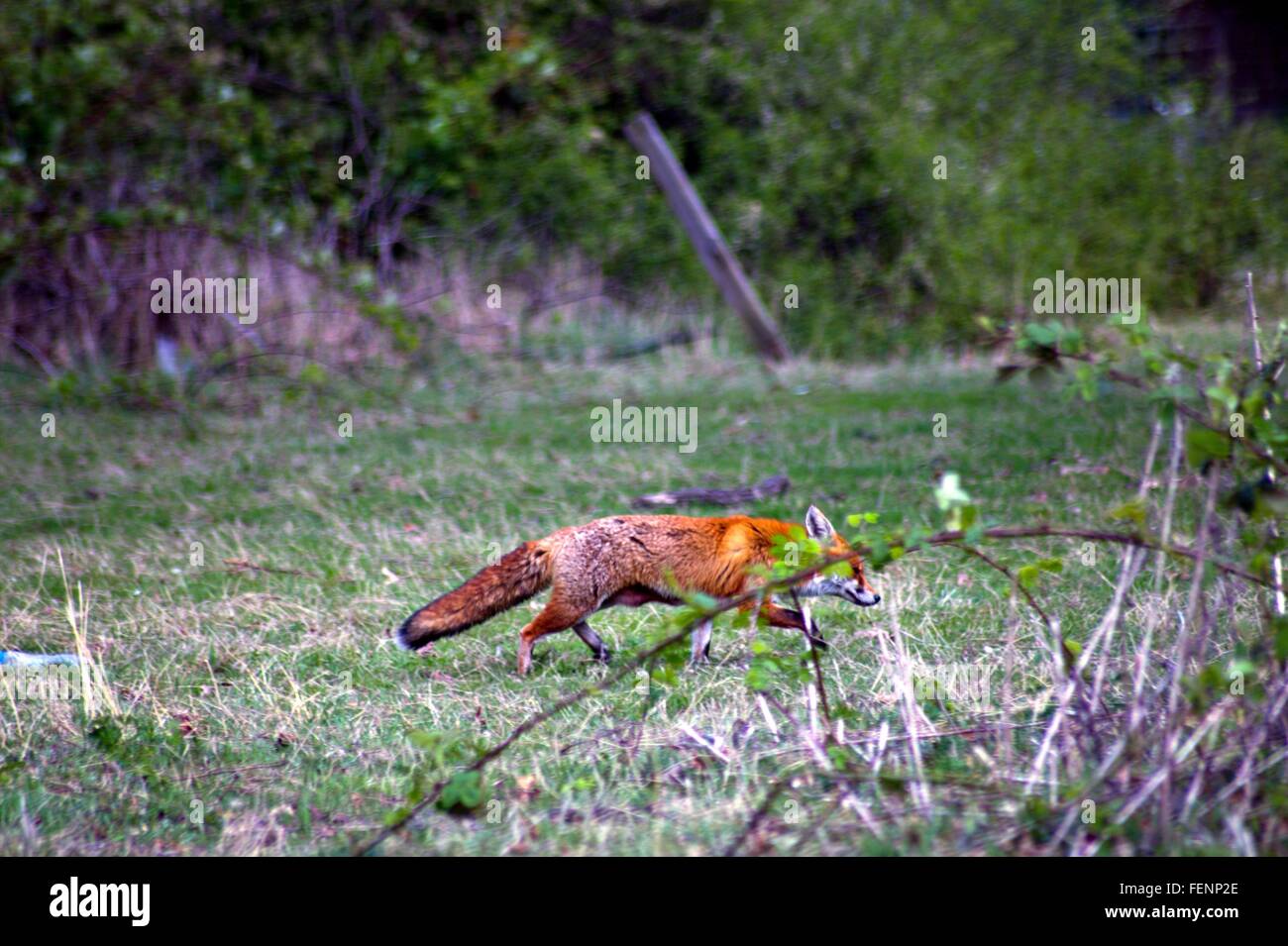 Running fox hi-res stock photography and images - Alamy