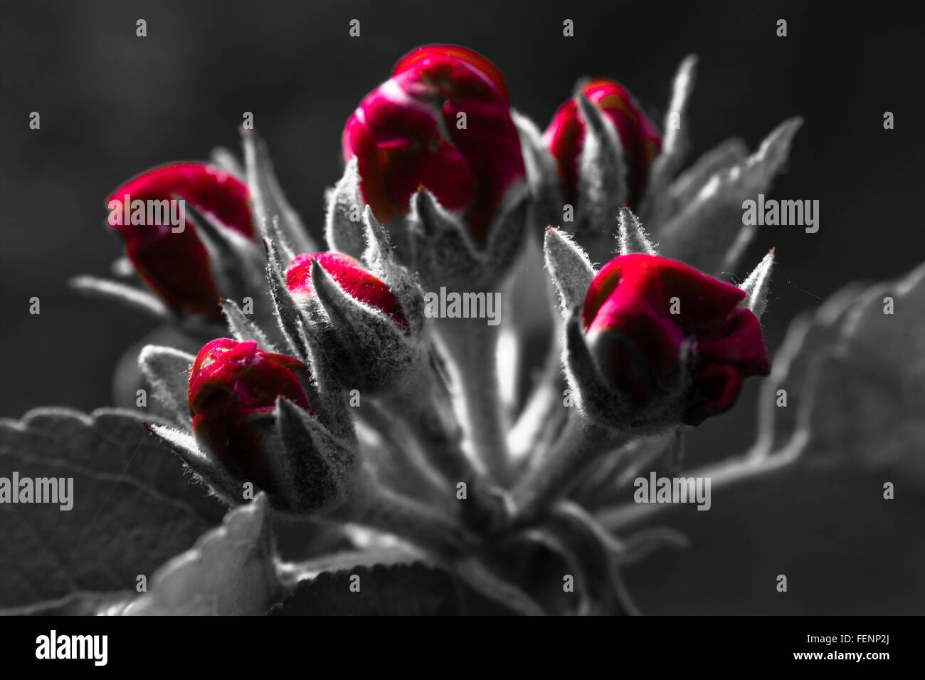 Exotic red flower hi-res stock photography and images - Alamy