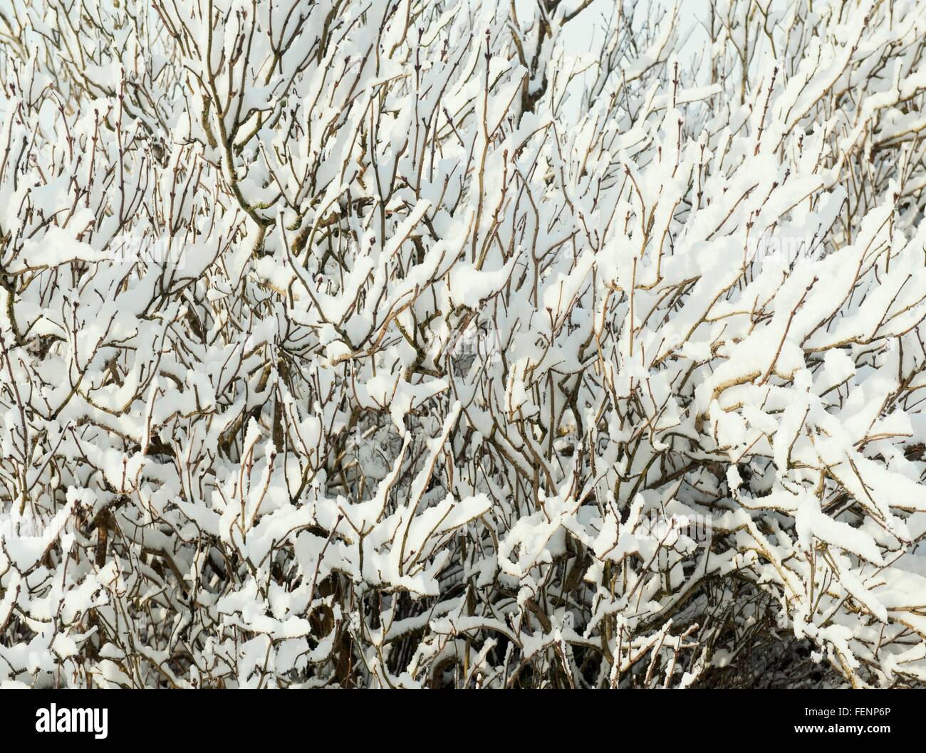 Snow covered bush, close-up Stock Photo - Alamy