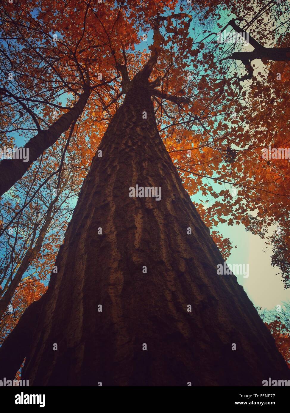 A large tree in fall Stock Photo - Alamy