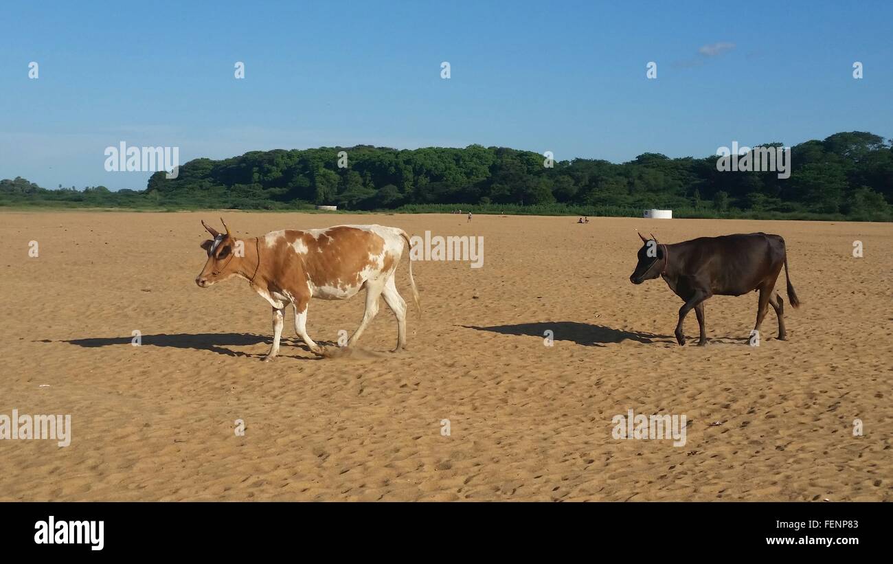 Walking on sand hi-res stock photography and images - Alamy