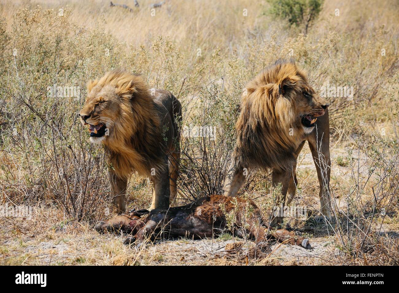 Okavango lion and buffalo hi-res stock photography and images - Alamy